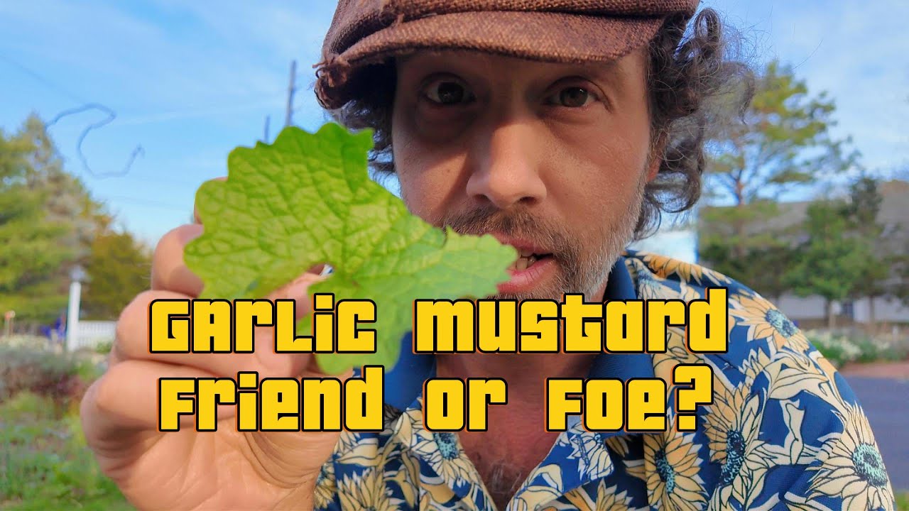 Garlic Mustard, Friend or Foe? The Science of Opportunistic Plants and ...