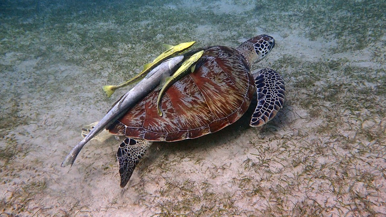 Sea Turtle with Sucker Fishes - YouTube