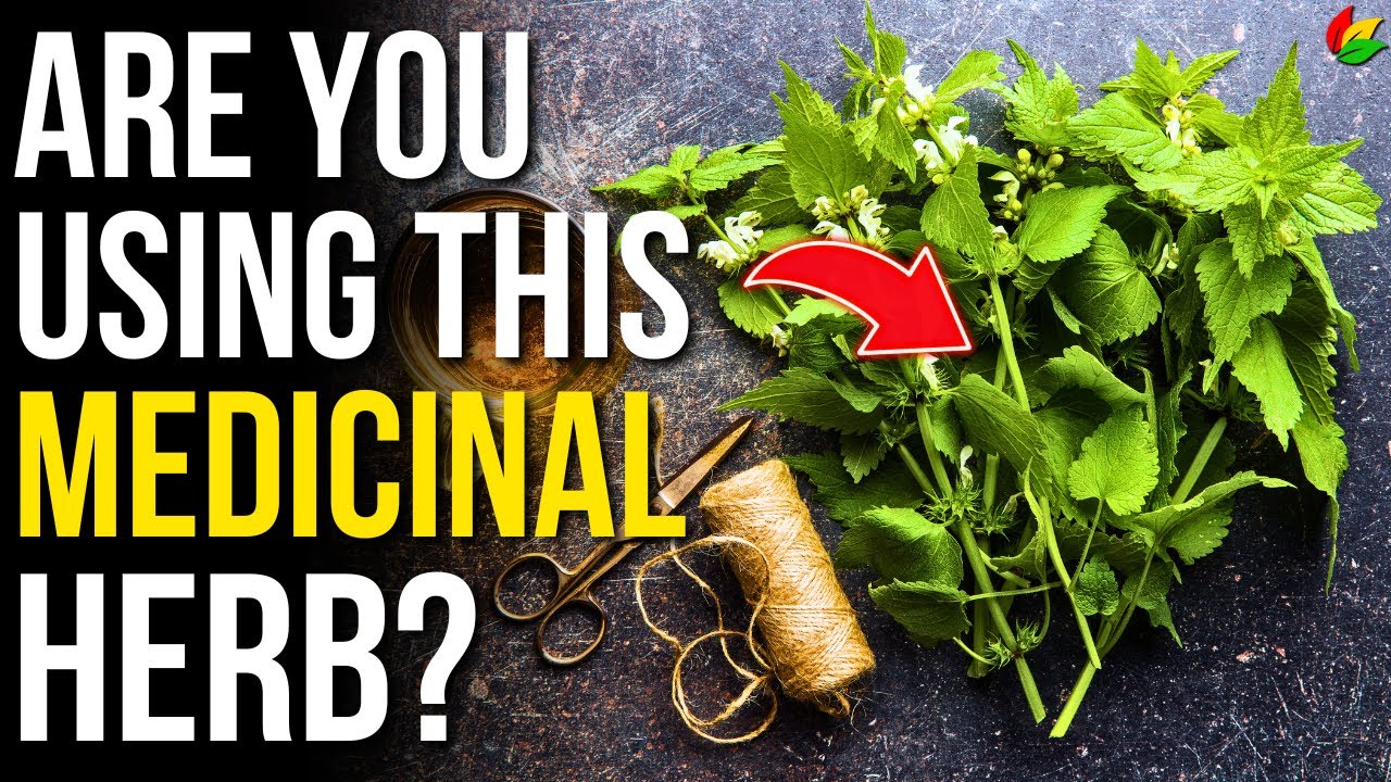 6 Health Benefits of Nettle | Benefits of Stinging Nettle Root to Know ...