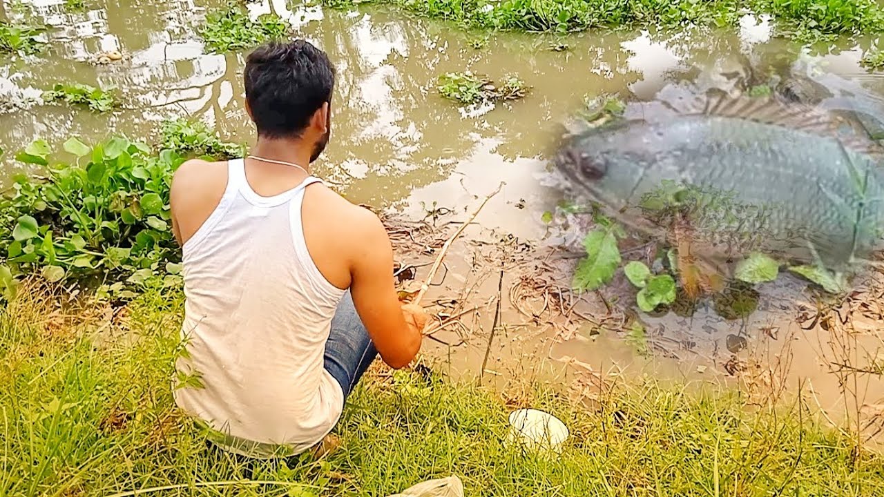 CATCHING CLIMBING PERCH FISH BY HOOK*LIVE FISHING*KOI MACHH CATCHING ...