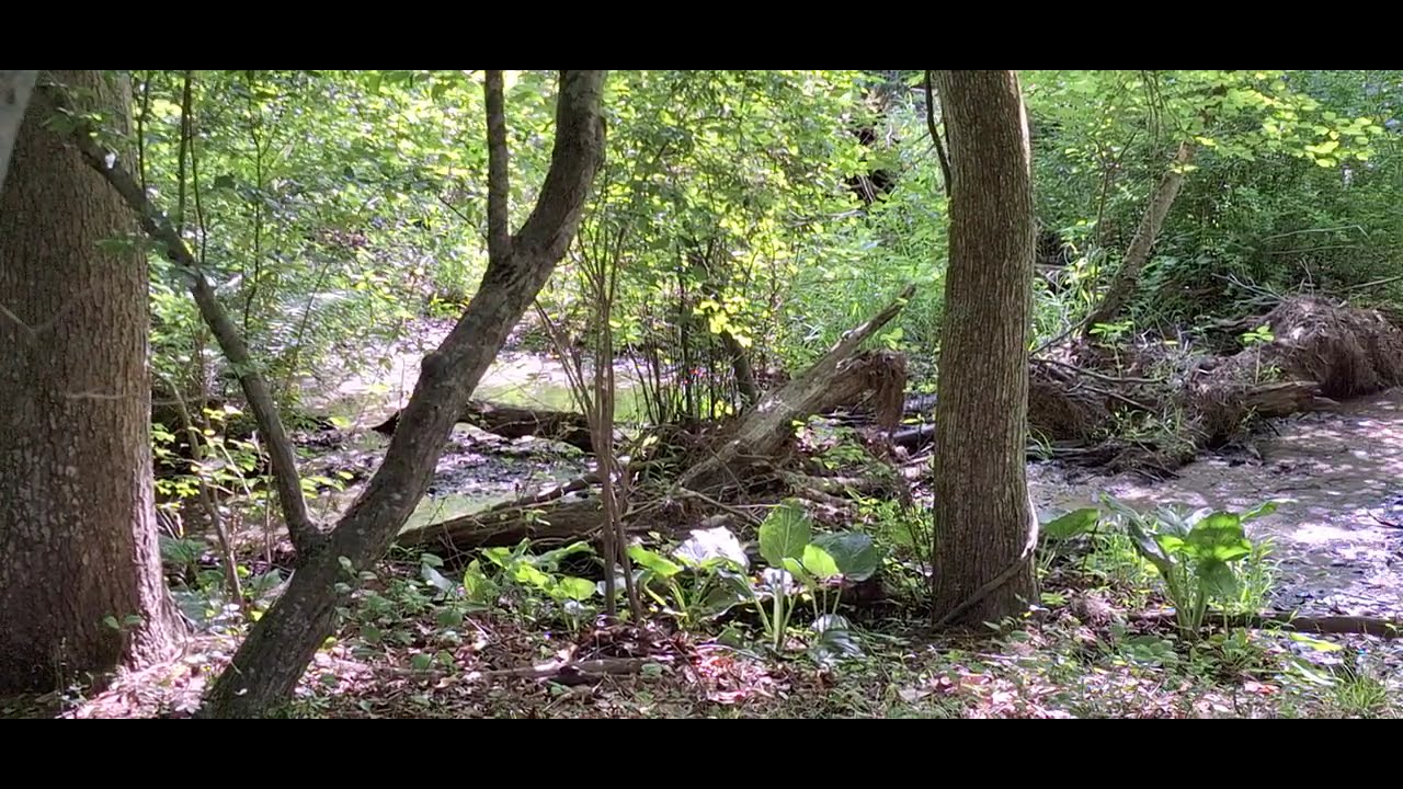 The Bogs of Life - Pablo Apollo's Backyard Wyld Life - YouTube