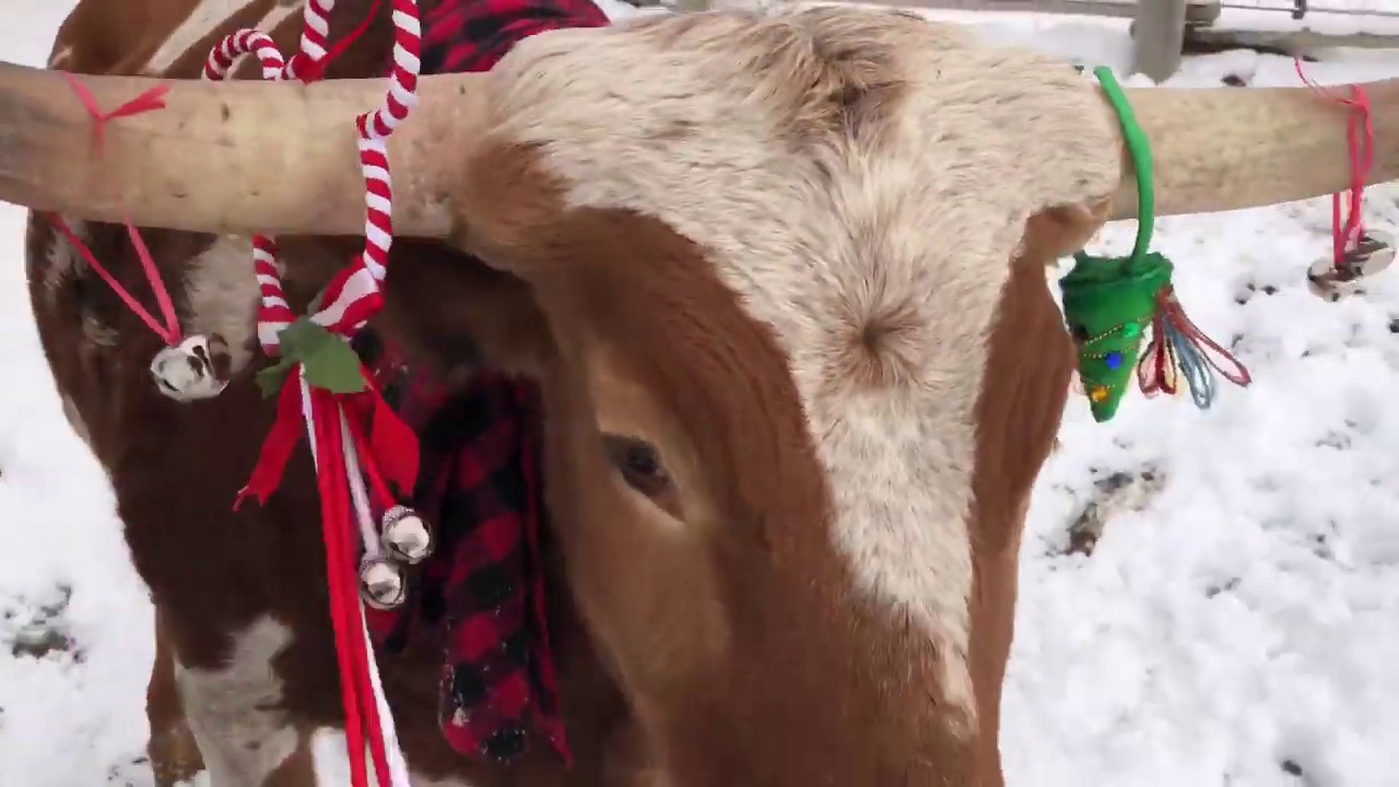 Bo Cow Jingles All the Way - YouTube