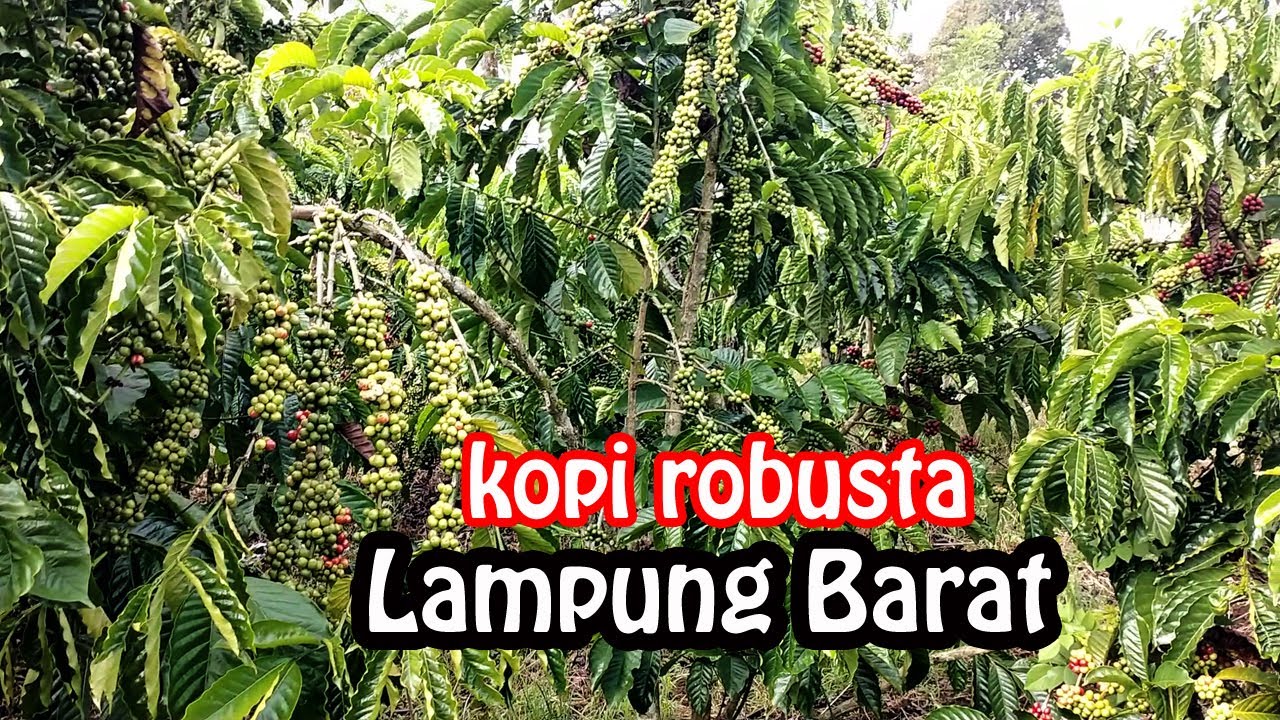 Kebun Kopi Robusta