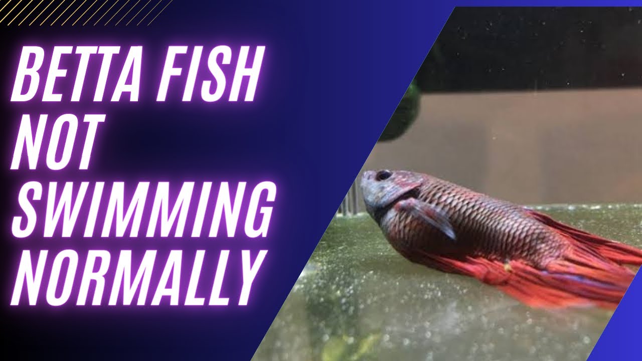 My betta fish is unable to swim..Why??How to treat ???How to handle ...