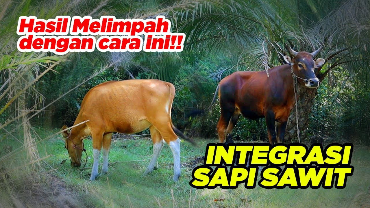 Keuntungan Integrasi SAPI SAWIT |Jumlah Sapi dan Panen Sawit Meningkat ...