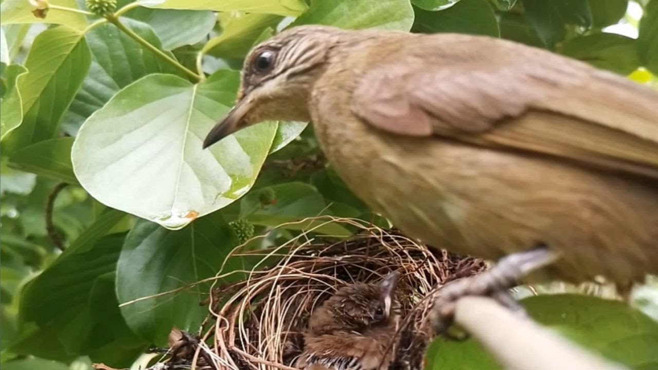 #EP19. Yellow-vented Bulbul Birds Feed The Baby In A Nest One[ Review ...