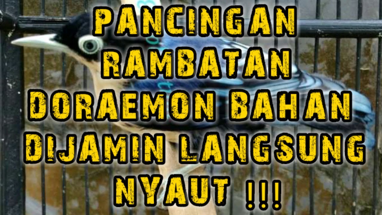 Pancingan Burung Rambatan Doraemon | Rambatan Doraemon | Burung ...
