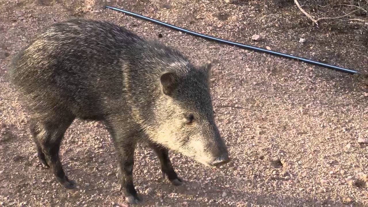 A PRECARIOUS (PECCARY) ENCOUNTER - YouTube