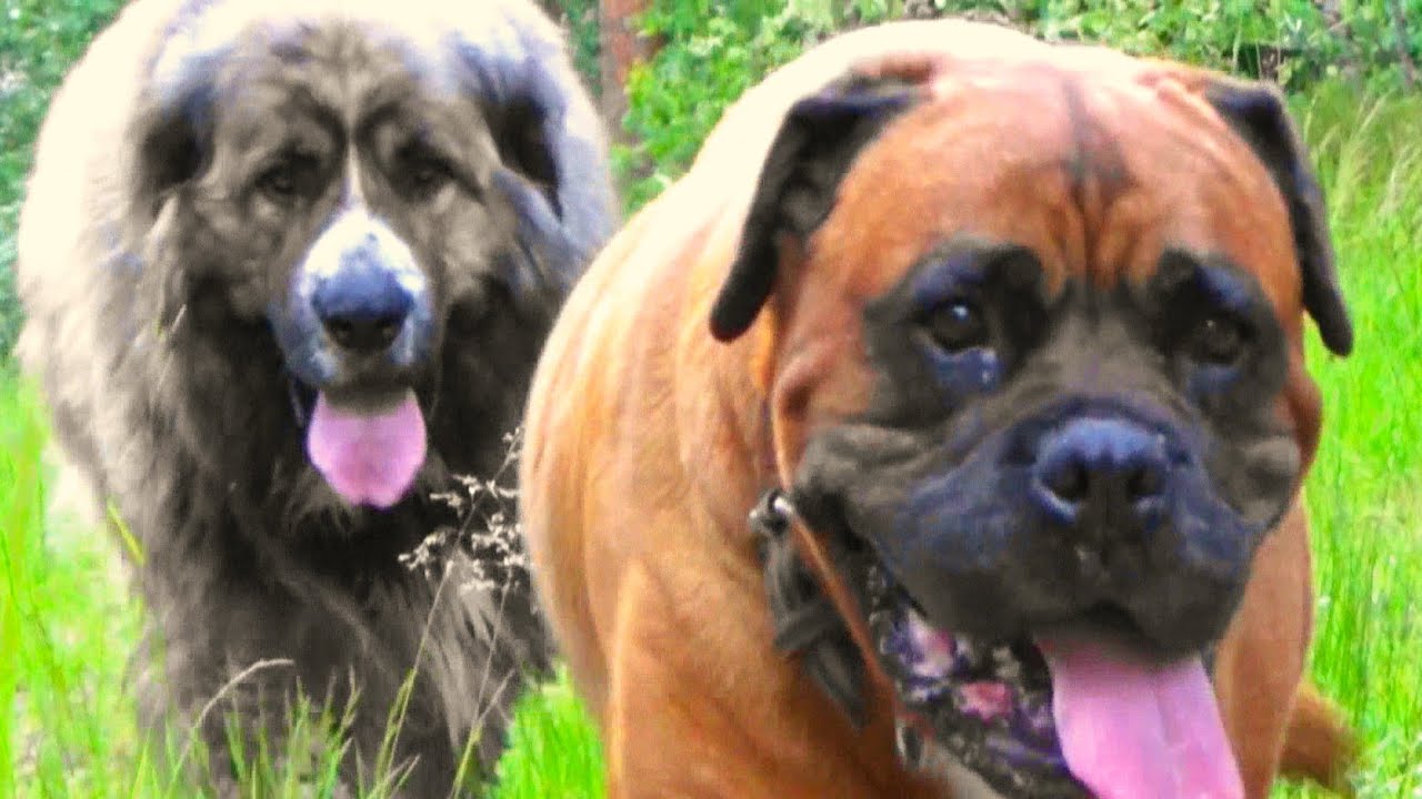Boxer mix & Leonberger mix - Summer evening deer hunting - YouTube
