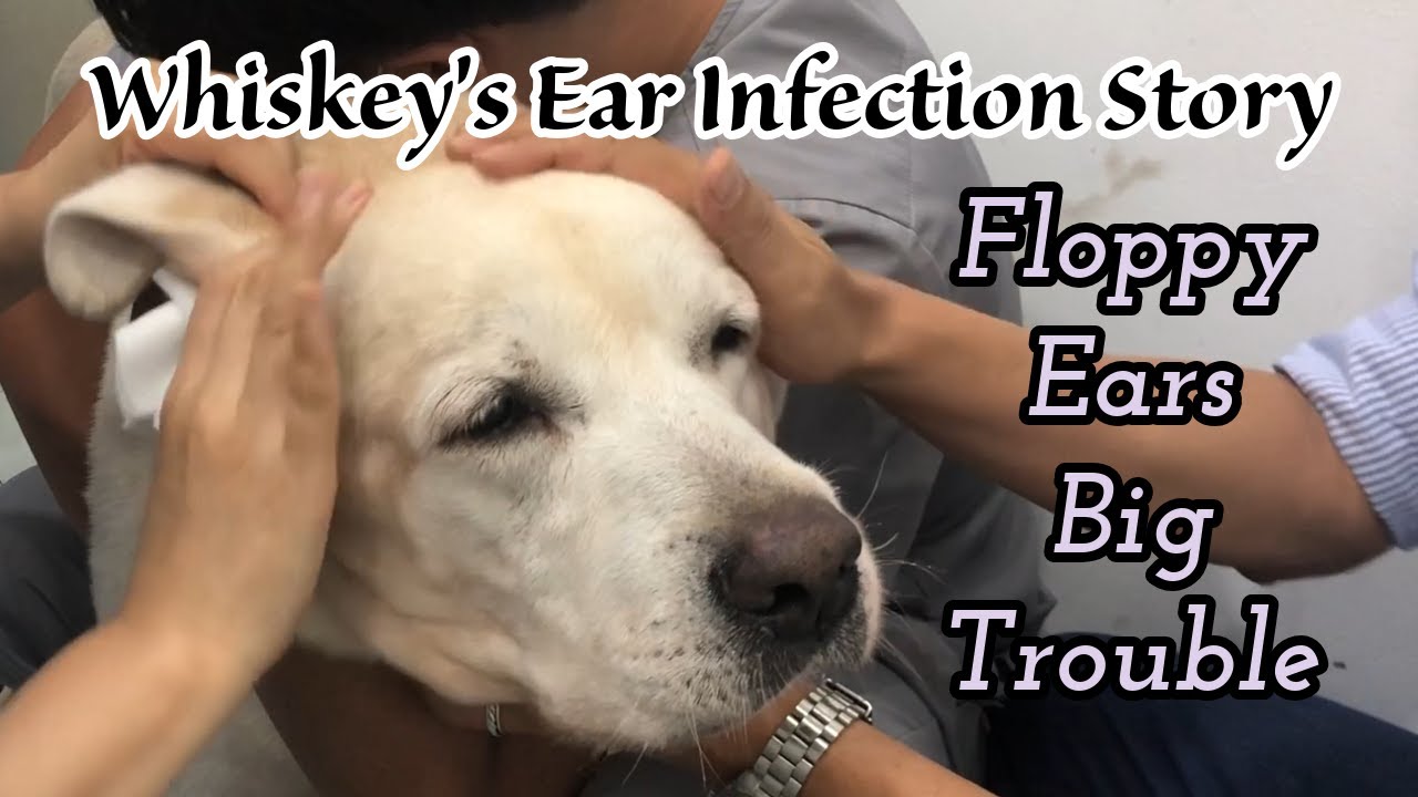 Whiskey's Wild Trip to the Vet: A Labrador's Battle Against Ear ...