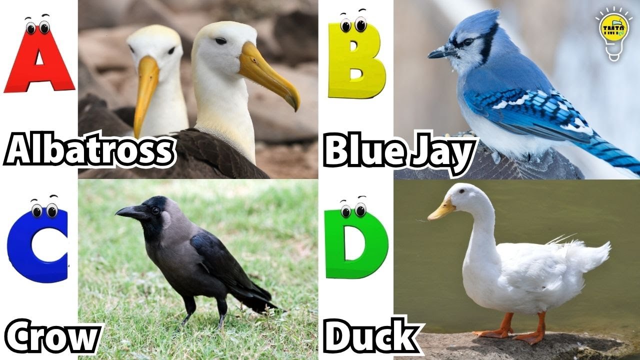 Birds Alphabet Song for Kids | Birds ABC Song | Phonics for Kids | Baby ...