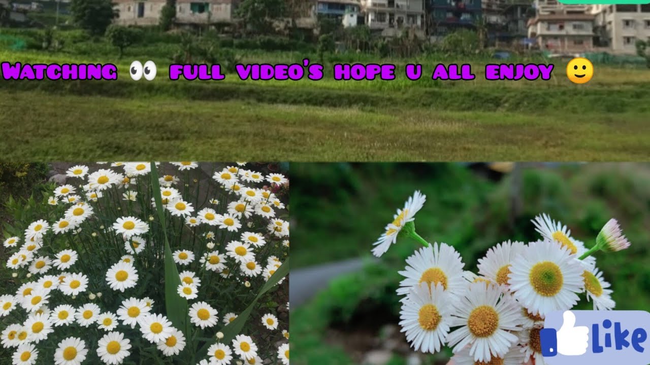 1/5/2024 NEW COLLEGE 🏬 SANCHAMAN LIMBO GOVERNMENT DEGREE COLLEGE ...