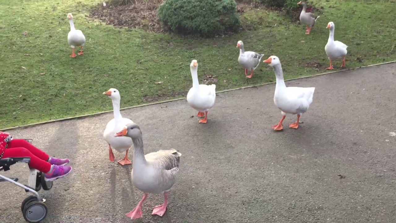 Mafia ducks at Caerphilly castle - YouTube