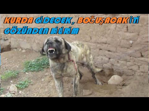 EKMEK BULMAKTA ZORLANIRKEN 5 SENE İÇİNDE KENDİ SÜRÜSÜNE ÇOBANLIK YAPARAK SIFIRDAN 2 TANE EV YAPTIRDI