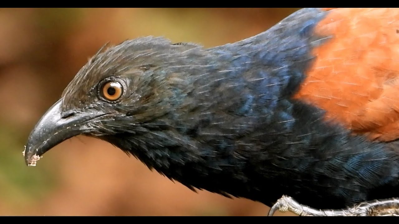 Greater Coucal Bird | Crow Pheasant | Thattekad | Kerala | Bird ...