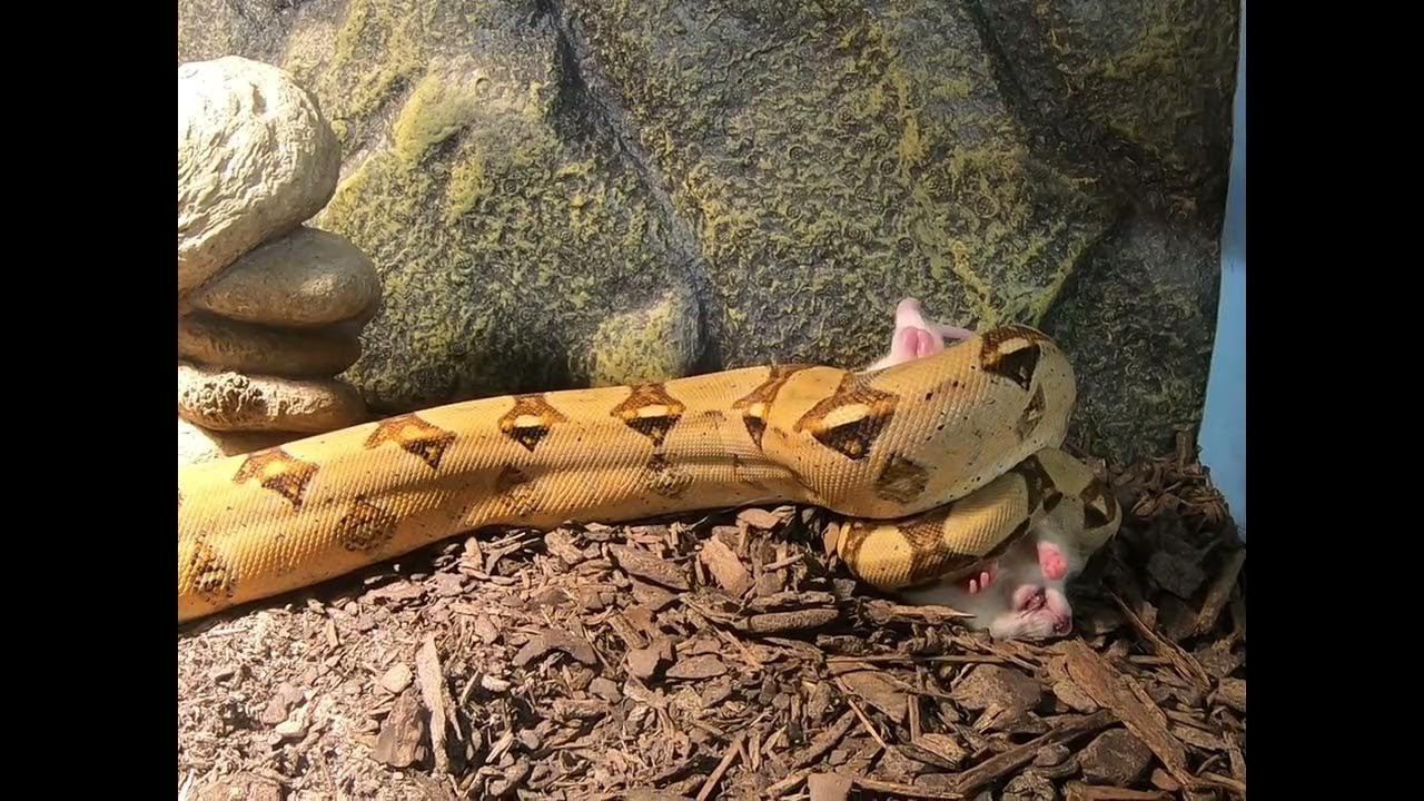 Boa constrictor stalking her prey (live feeding) 01 - YouTube
