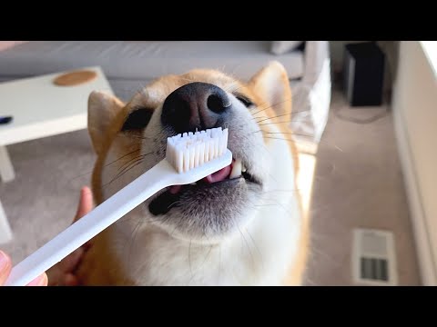 Shiba Inu Teeth Complete Guide (Cleaning, Problems, and More) | Paws ...
