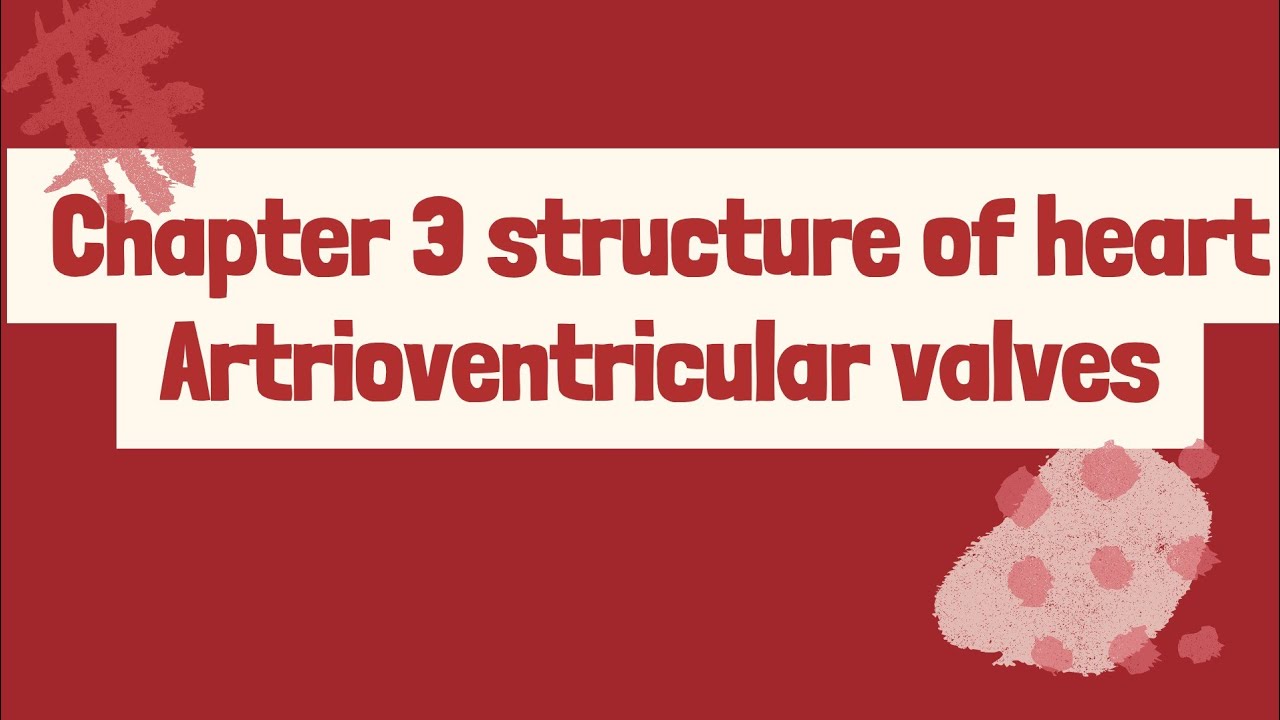 Chapter (3)Structure of heart (4) Artrioventricular valves - YouTube