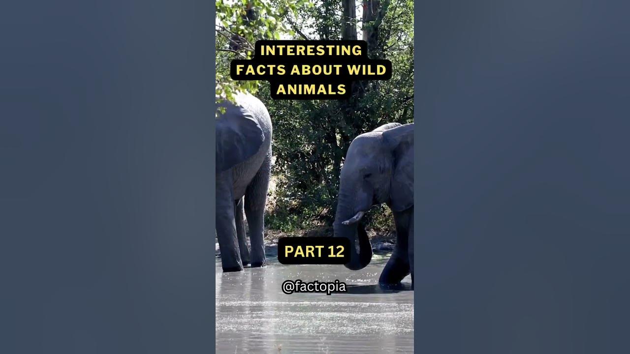 Interesting Facts About Wild Life PART 12 wildlife wild interesting-facts-about-wild-life-part-12-wildlife-wild