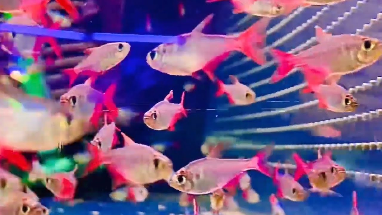 Colombian Redfin Tetra : Hyphessobrycon Columbianus - YouTube