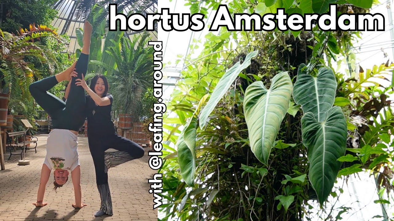 Botanical gardens of Amsterdam - with @leafing.around! | Plant with ...