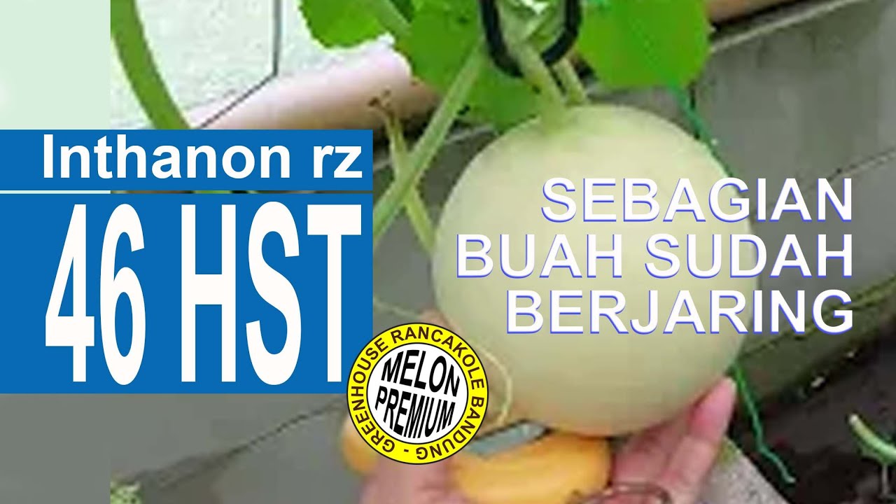Melon Inthanon rz Usia 46 HST - YouTube