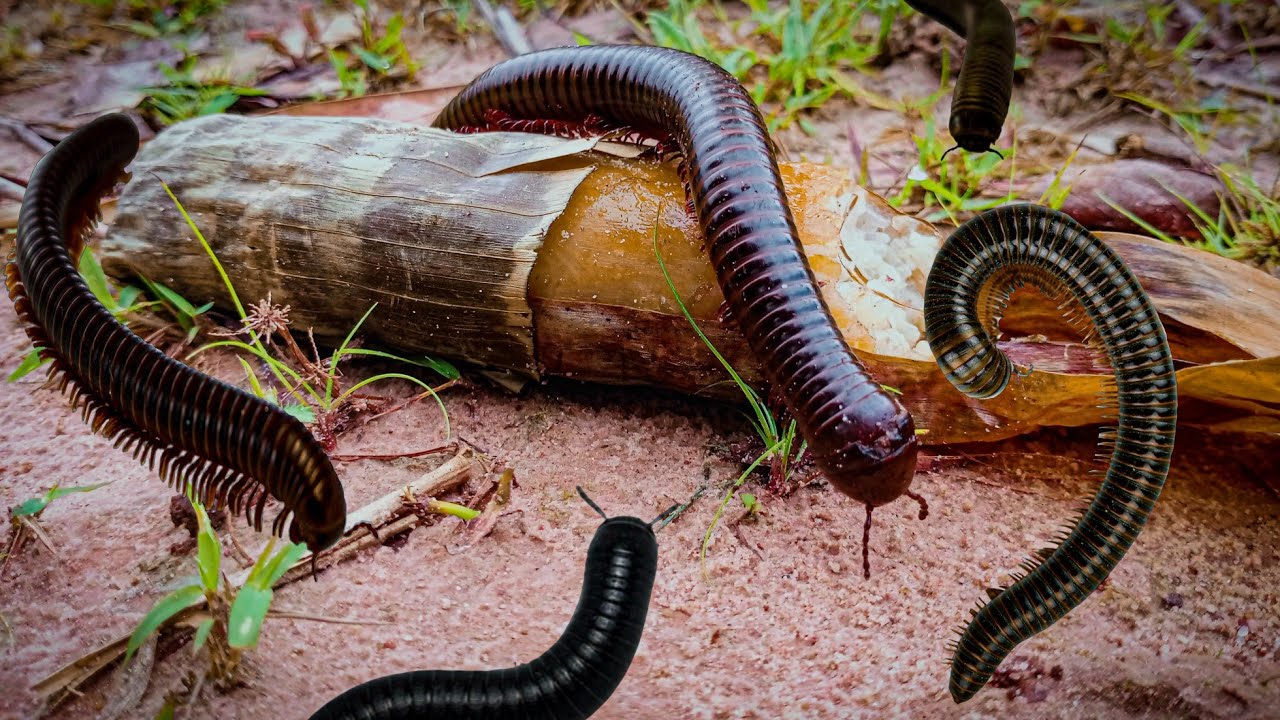 Millipede Crawl Meet Ansam Cake Near Natural - YouTube