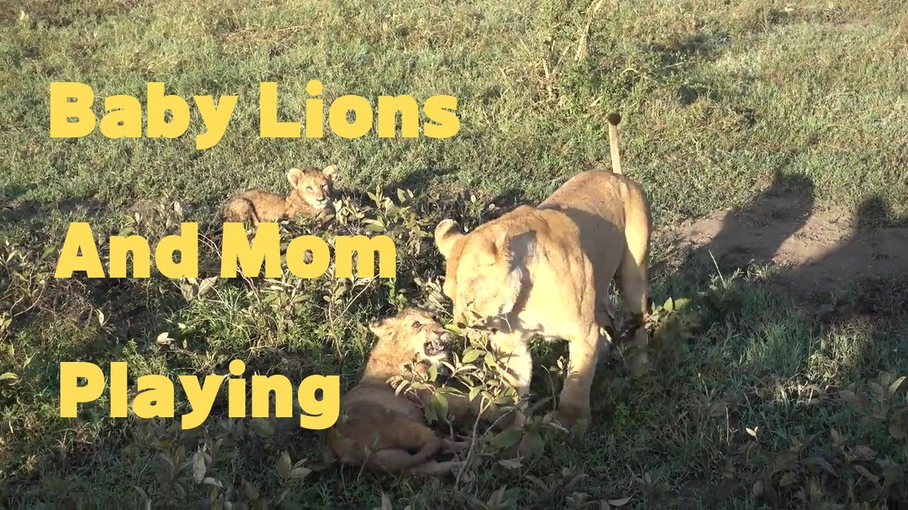 Baby lions with mom are playing - YouTube