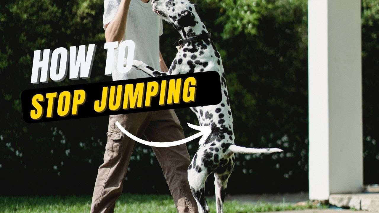 how to stop jumping up - YouTube