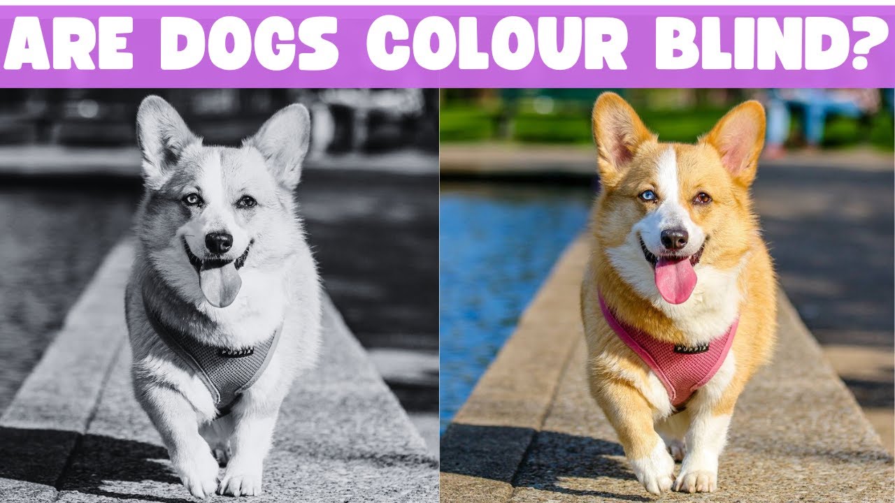 The Science of Dog Eyesight: The Secret to Their Super Senses - YouTube