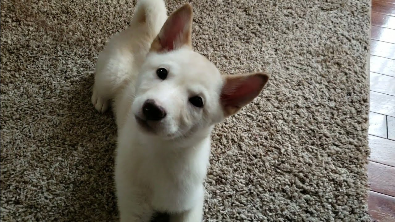 baby doggy goes awoooo - YouTube