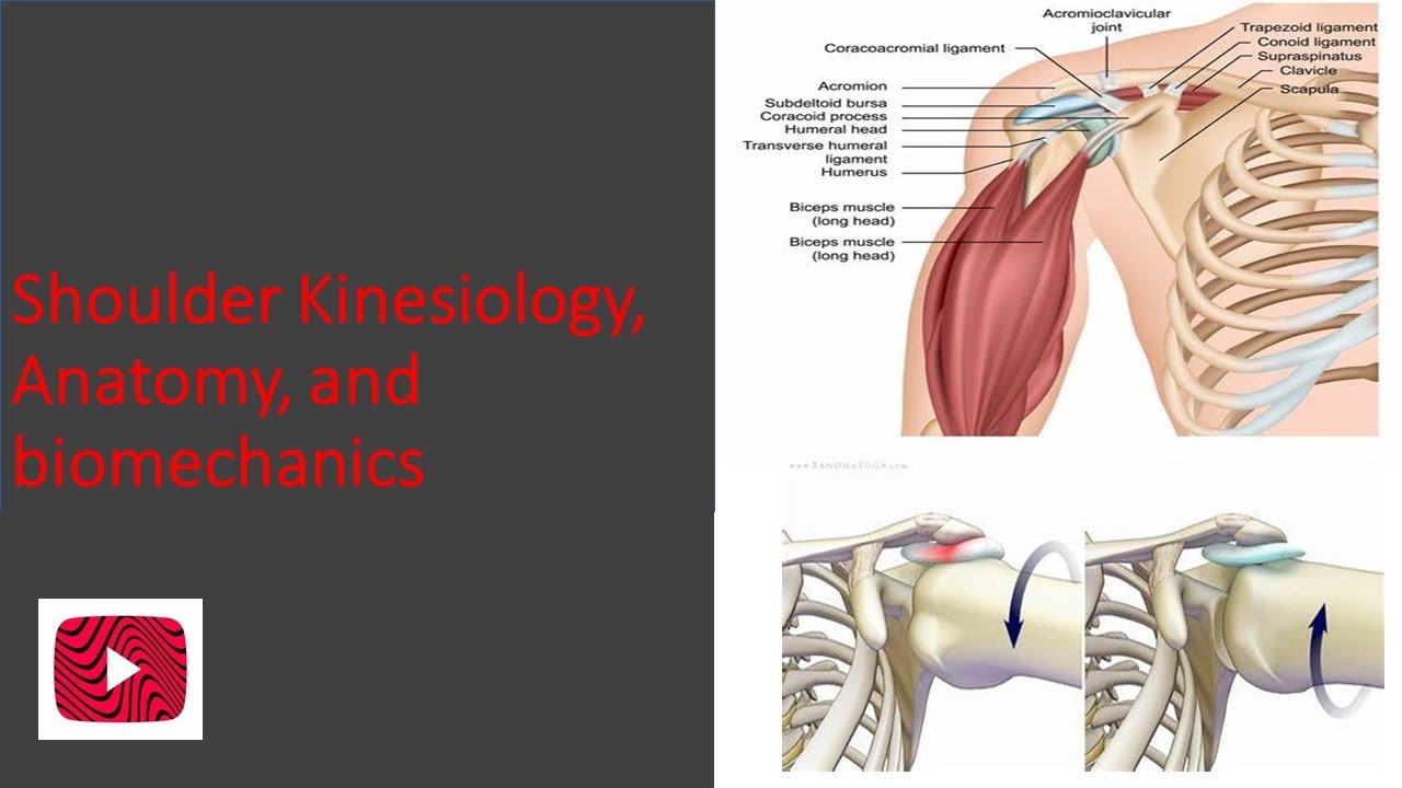 Shoulder Kinesiology, Anatomy, and Biomechanics.. - YouTube