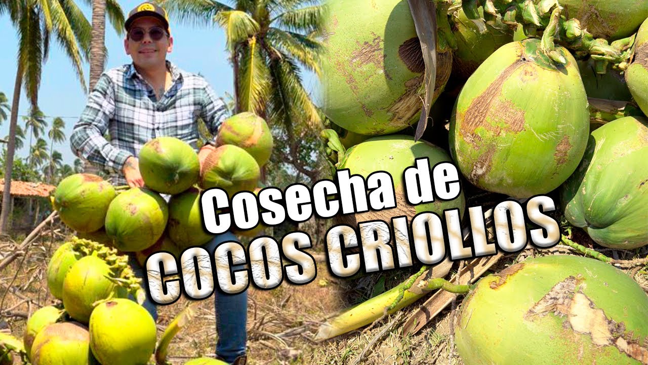 Cultivo y DERIVADOS DEL COCO Variedad palmera alto del pacífico ...