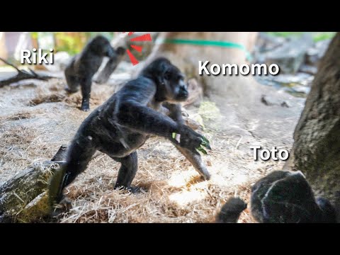 When Komomo displays toward Toto, Riki takes action.