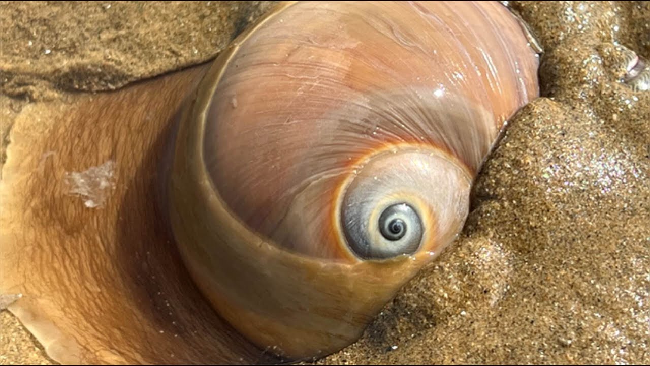 XiaoWei found big cat's-eye snail, like a sponge, as well as double ...