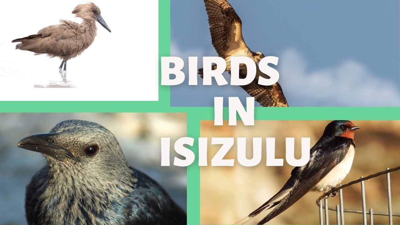 IsiZulu | Names of Birds in Zulu || Motale Matakalatse - YouTube