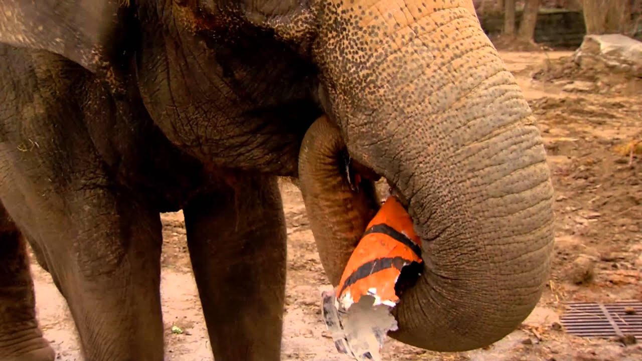 Elephants Crush Balls for March Madness - Cincinnati Zoo - YouTube