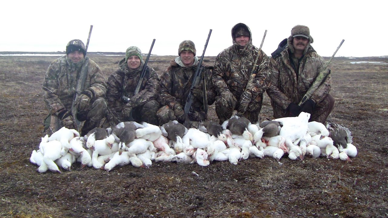 Spring Snowgoose Hunting the Tundra - YouTube