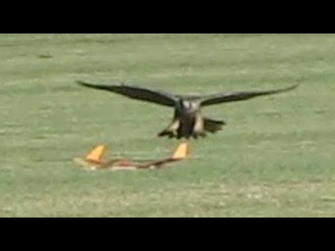 Divebombing Peregrine Falcon vs. The Rubber-Powered Twin Pusher - 8.20.20