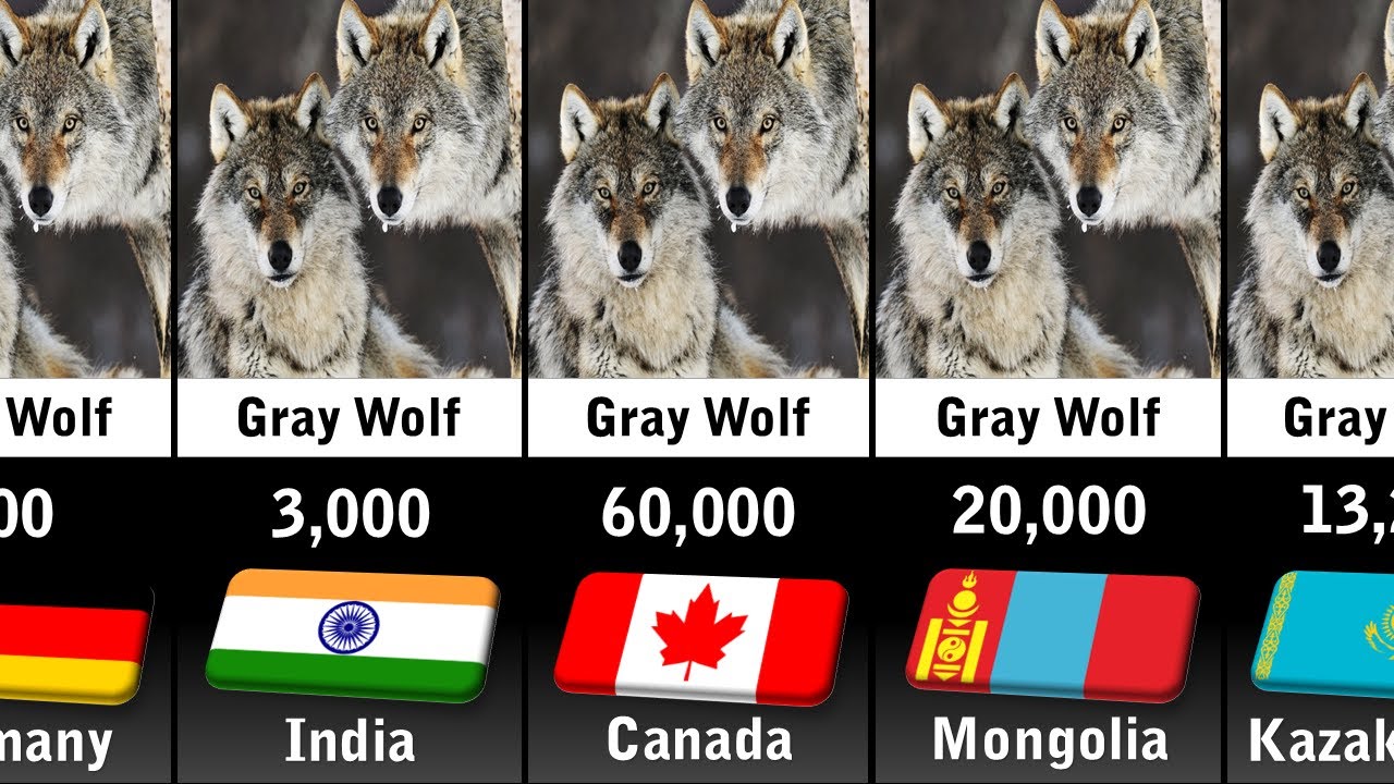 Gray Wolf Population by Country 2024 - YouTube
