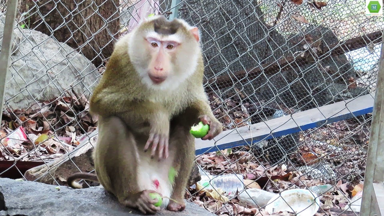 4k relaxation with lovely wild monkey in the community forest. - YouTube