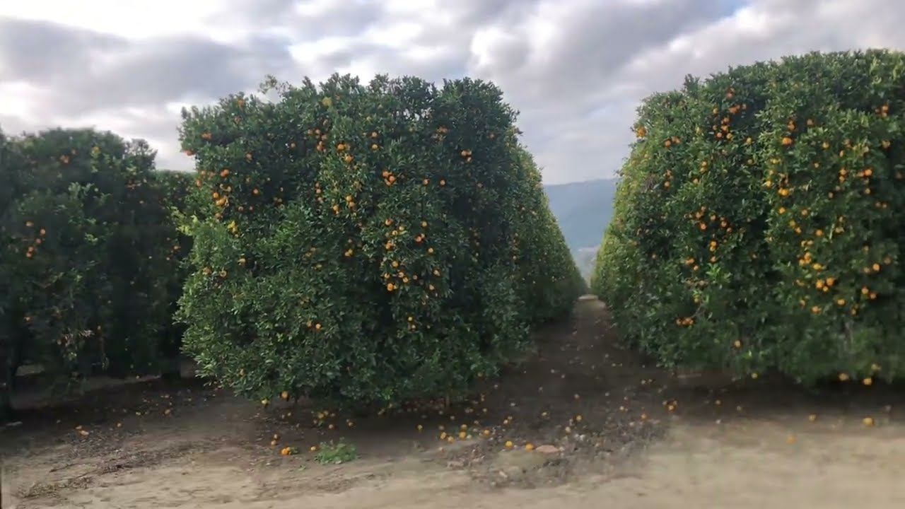 Massive Citrus and Avocado Groves of the Pauma Valley - YouTube