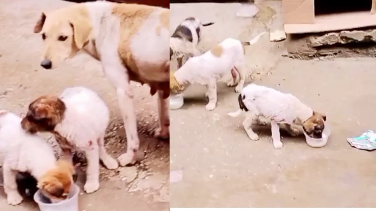 Street dogs Help | Always Help Street Dogs - YouTube