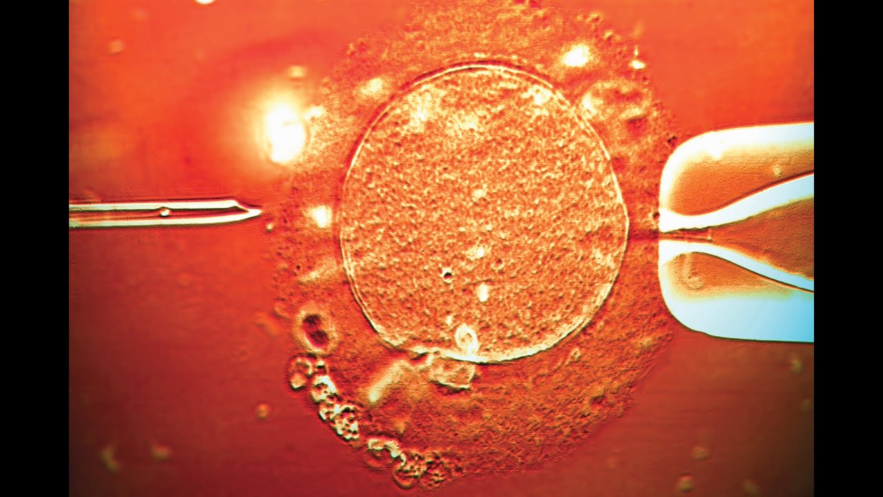 1st Ever: Scientists Genetically Modify Human Embryos - YouTube