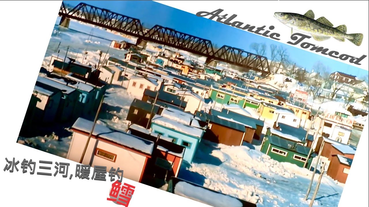 【冰钓三河 Tomcod 暖屋钓鳕】魁北克嘉年华冰钓大西洋小鳕鱼：北美场面最宏大，历史最悠久!Ice Fishing Festival For ...