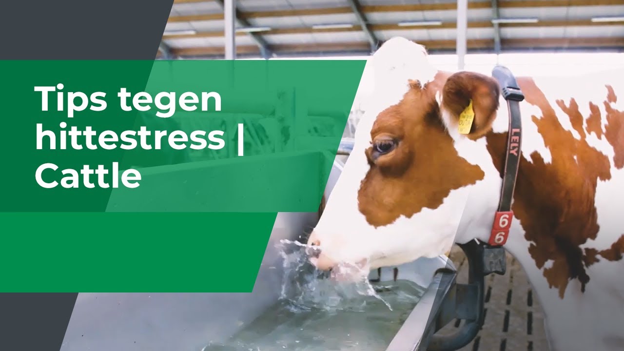 Tips tegen Hittestress | Rundvee - YouTube