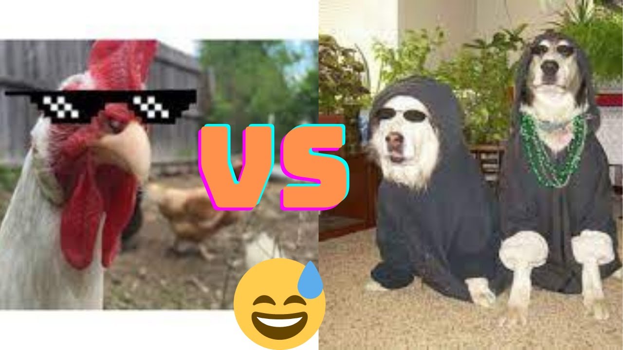 Chicken VS Dog Fight Funny Dog Fight Videos - YouTube