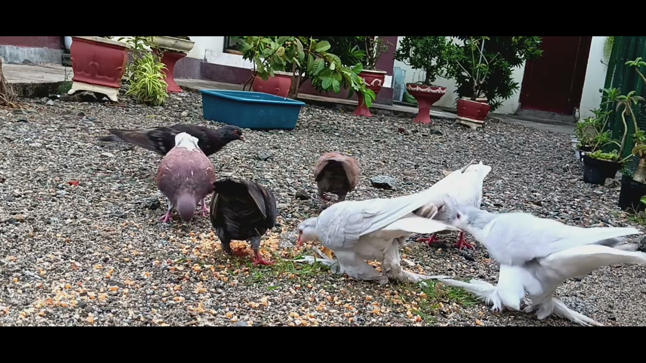 Merpati Itu Sahabat #burung #merpati #aviary #hewan #lovebird # ...