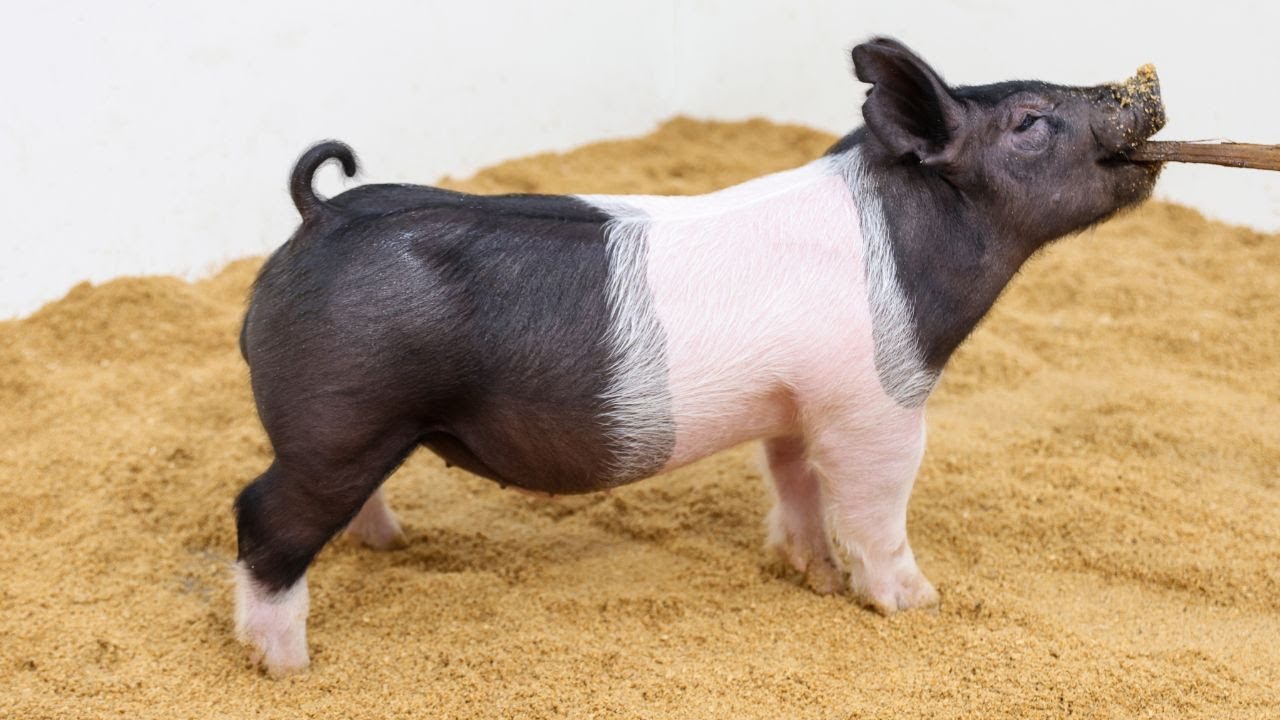 Lot 5 | 4-7 Crossbred Boar - YouTube