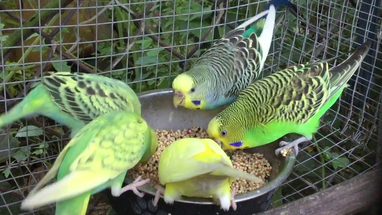 Female Budgies/Parakeets Reaction To Peanut Butter And Seeds(Волнистых ...
